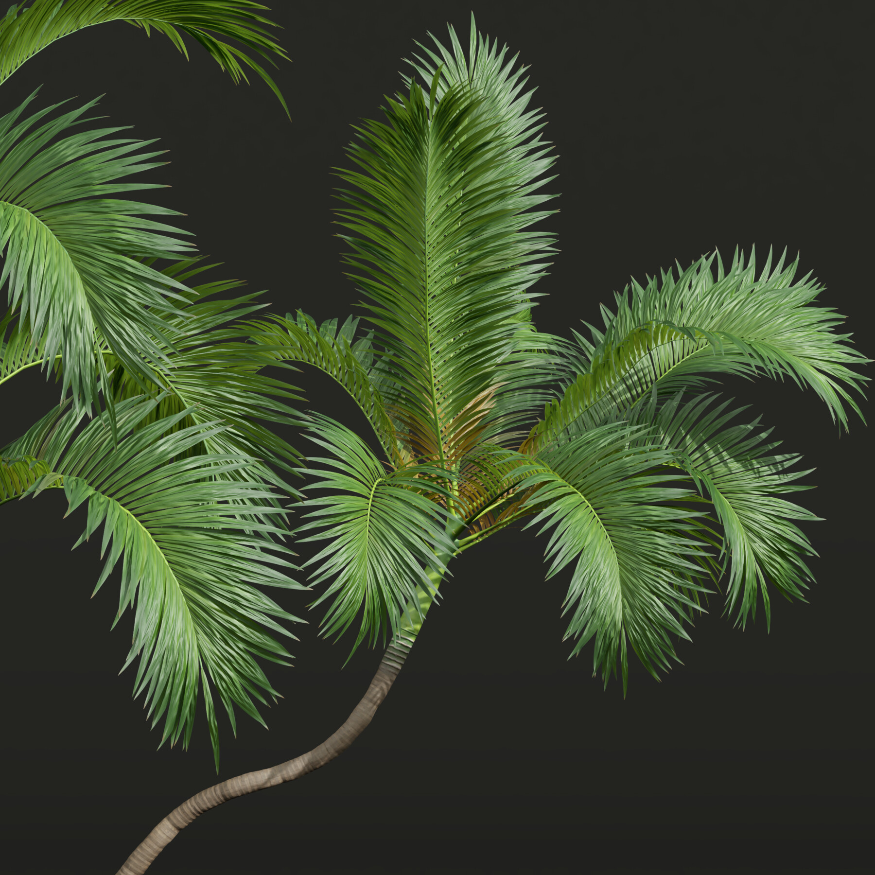 ArtStation - New Plant High detail Areca Catechu Medium Palm Tree ...
