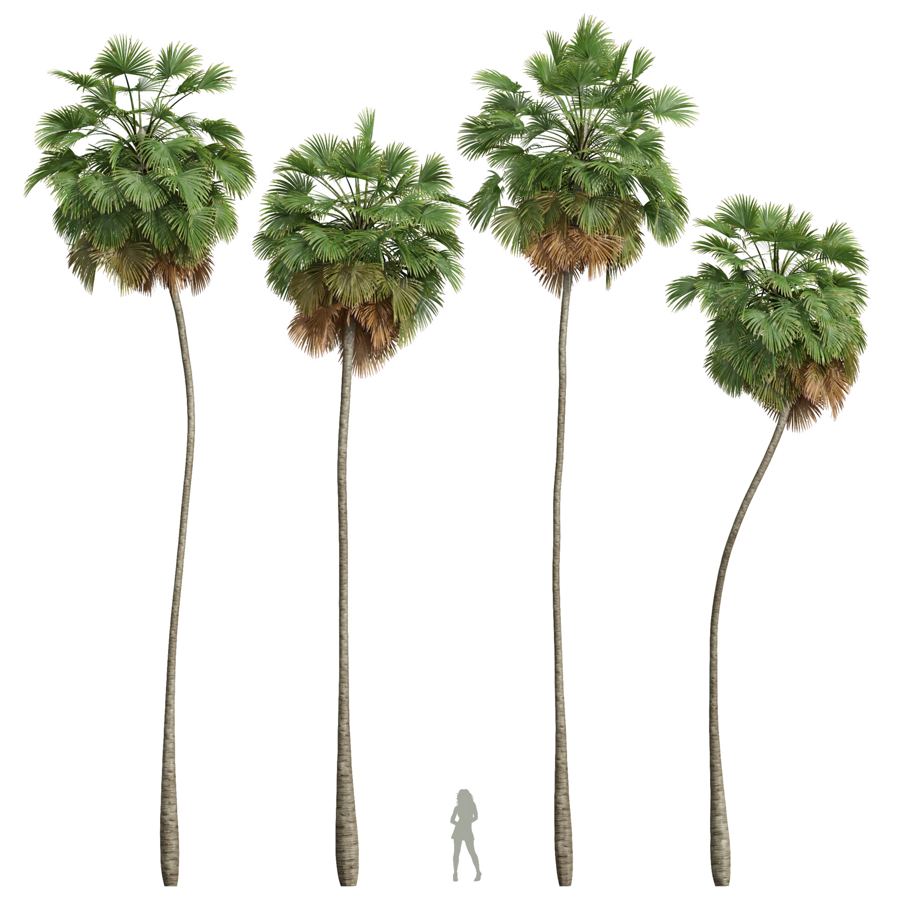 ArtStation - New Plant High detail Borassus Flabellifer | Resources