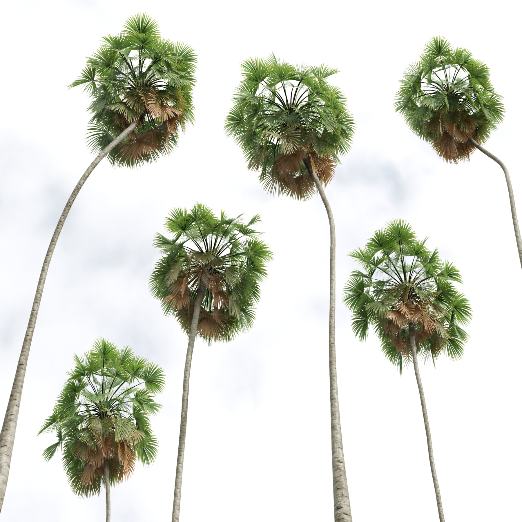 ArtStation - New Plant High detail Borassus Flabellifer | Resources