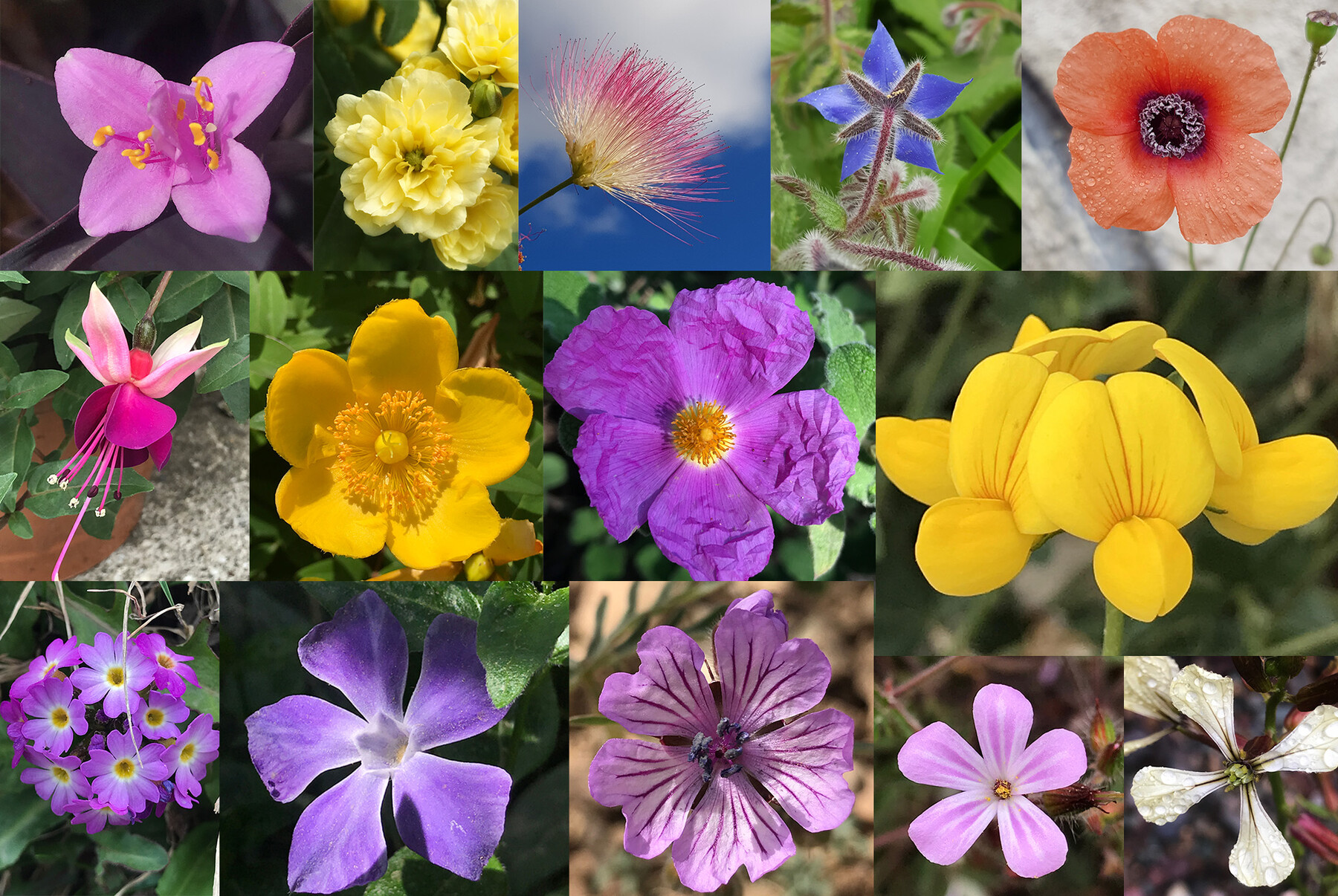ArtStation - 700 Photo of Flower Reference Pack | Resources