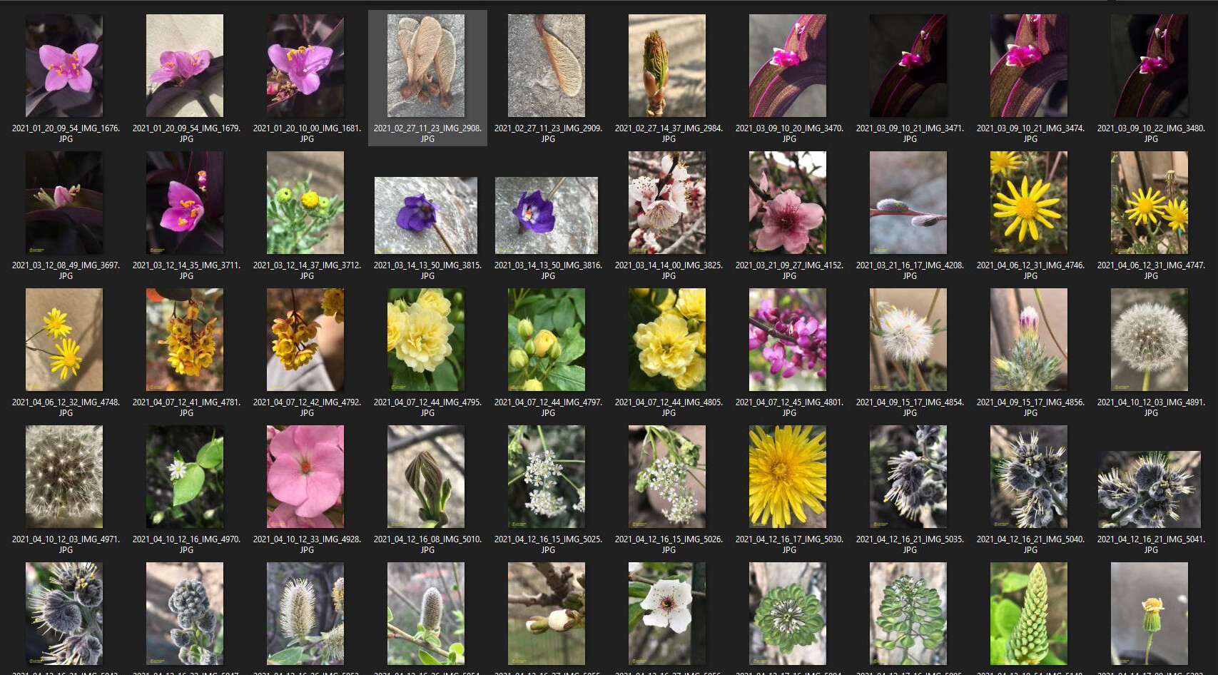 ArtStation - 700 Photo of Flower Reference Pack | Resources