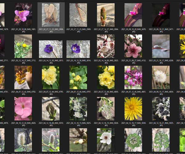 ArtStation - 700 Photo of Flower Reference Pack | Resources