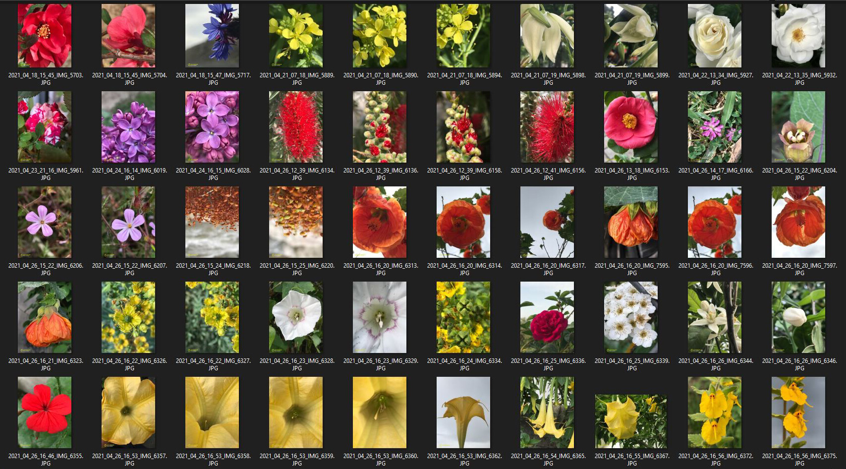 ArtStation - 700 Photo of Flower Reference Pack | Resources