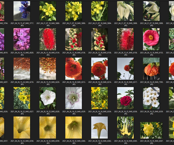 ArtStation - 700 Photo of Flower Reference Pack | Resources
