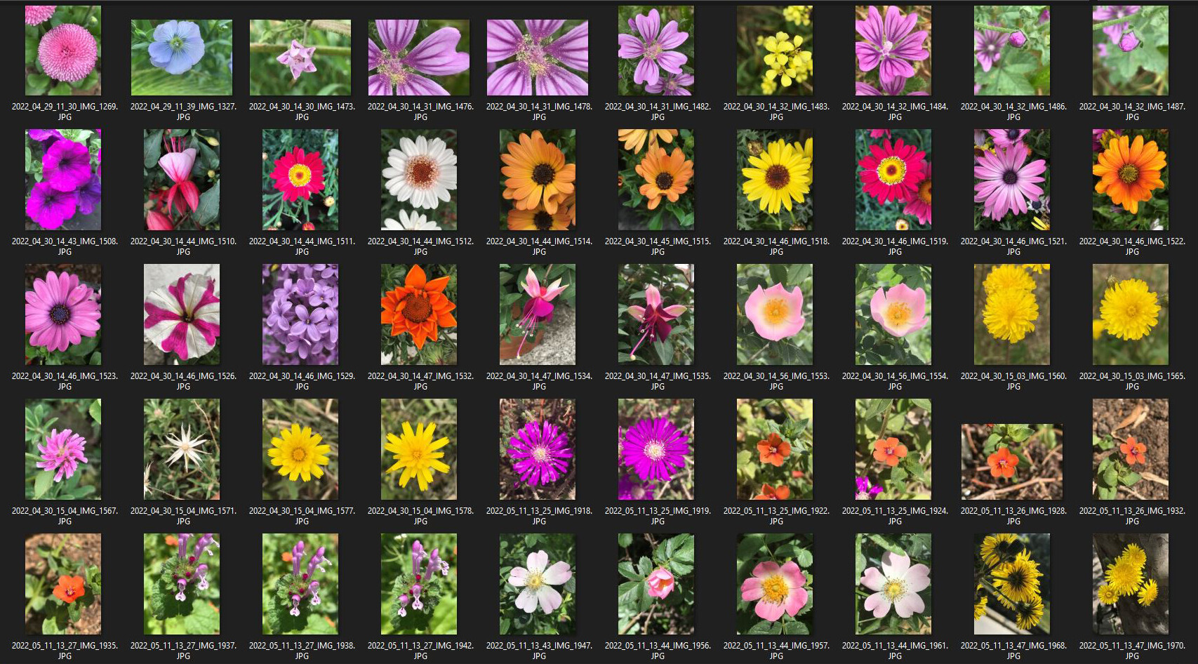 ArtStation - 700 Photo of Flower Reference Pack | Resources