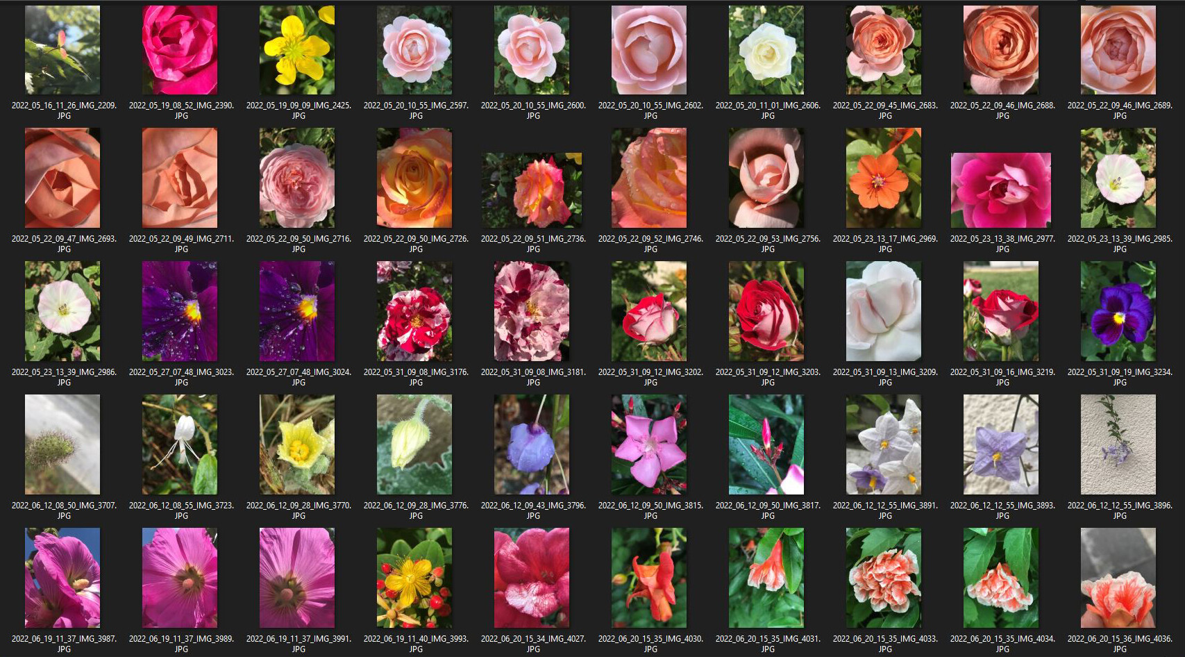 ArtStation - 700 Photo of Flower Reference Pack | Resources