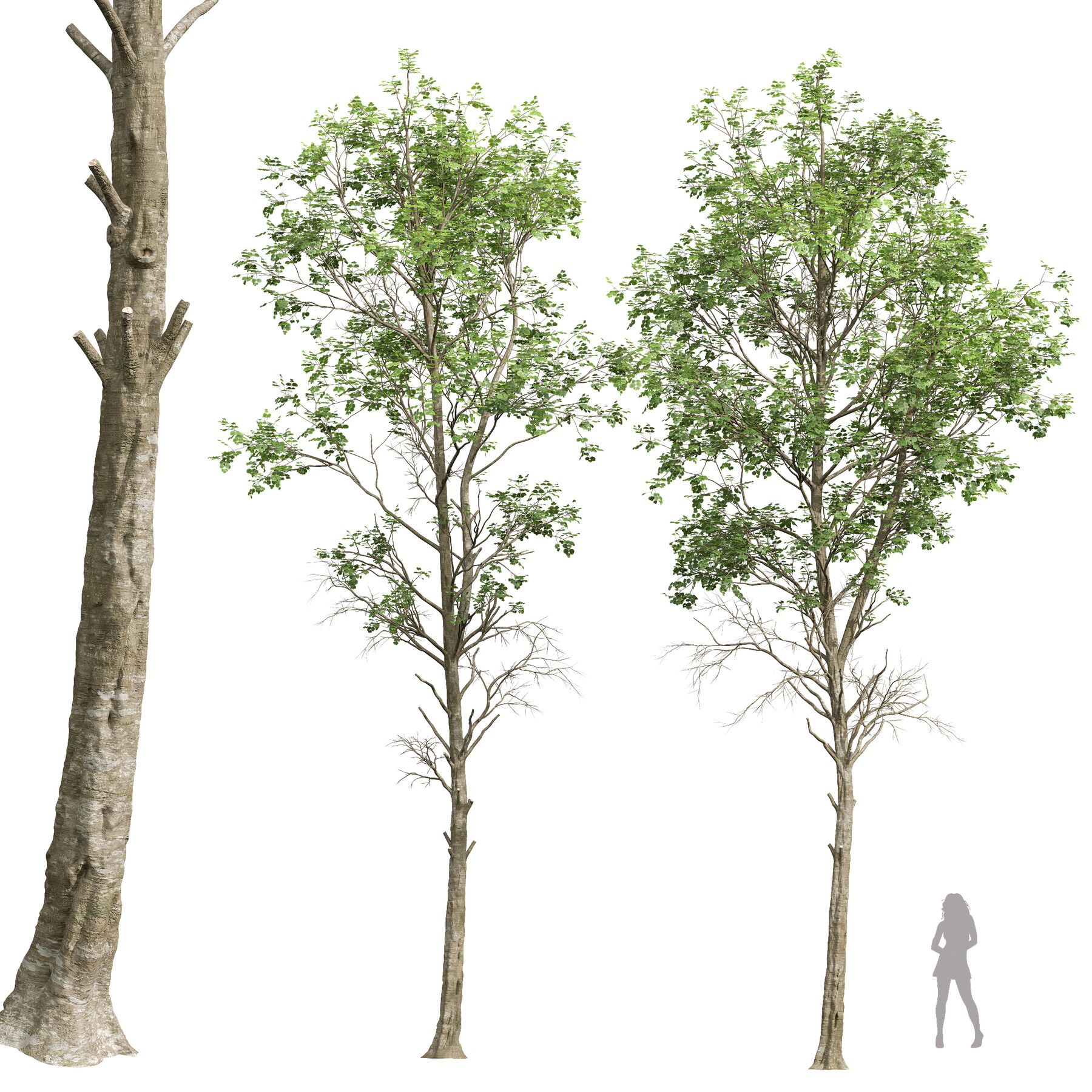 ArtStation - New Plant High detail Fagus Sylvatica03 Tree | Resources