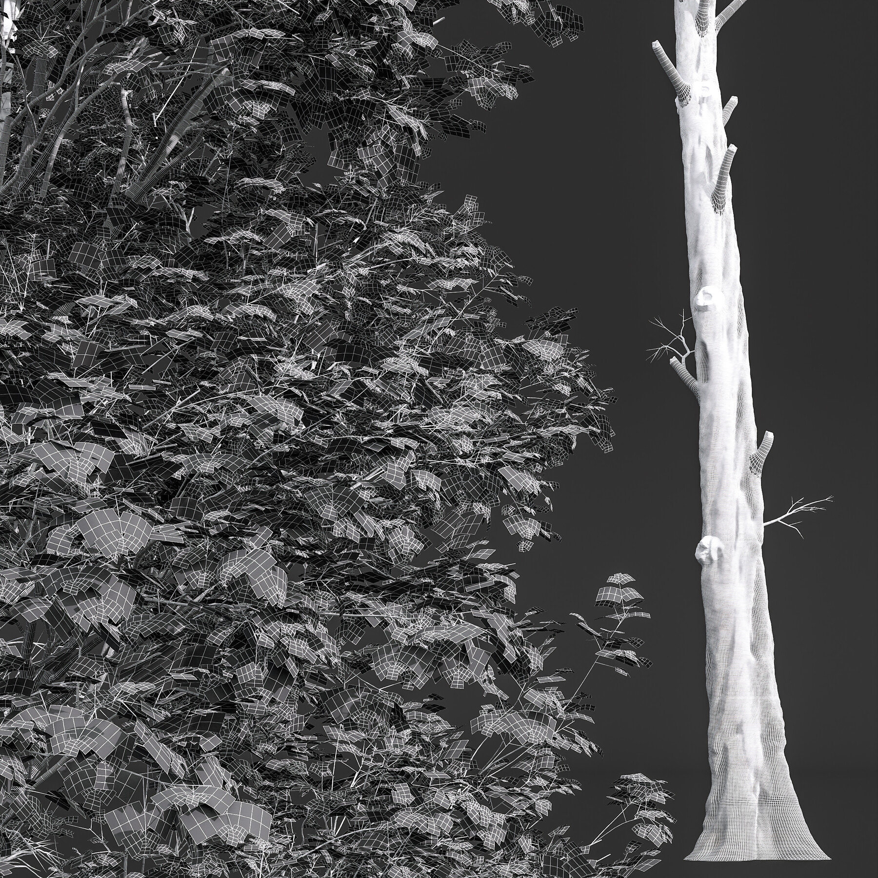 ArtStation - New Plant High detail Fagus Sylvatica03 Tree | Resources