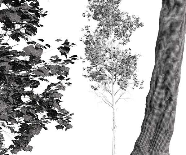 ArtStation - New Plant High detail Fagus Sylvatica02 Tree | Resources