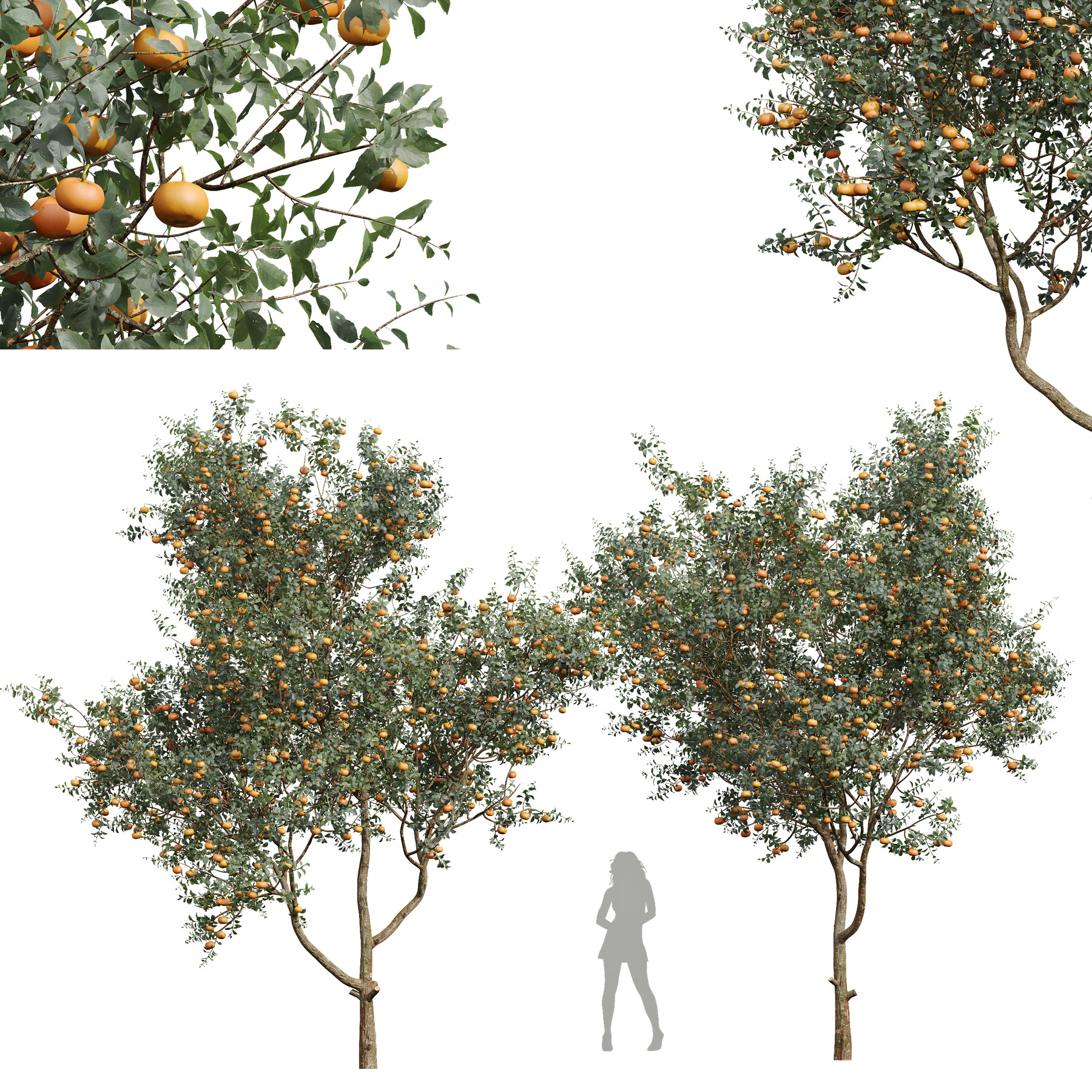 ArtStation - New Plant Citrus Dancy Mandarin Tangerine Fruit Tree ...