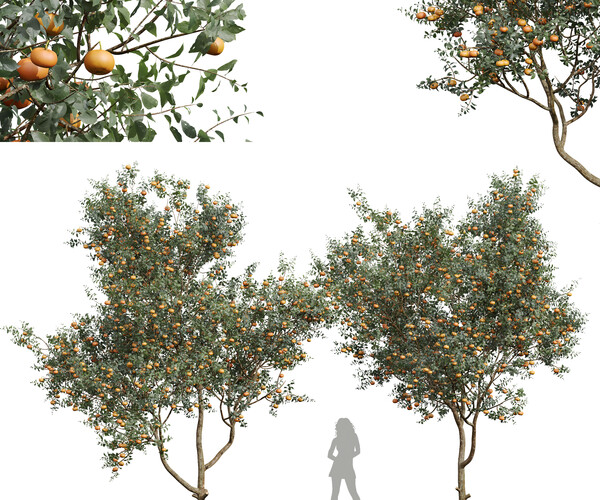 ArtStation - New Plant Citrus Dancy Mandarin Tangerine Fruit Tree ...