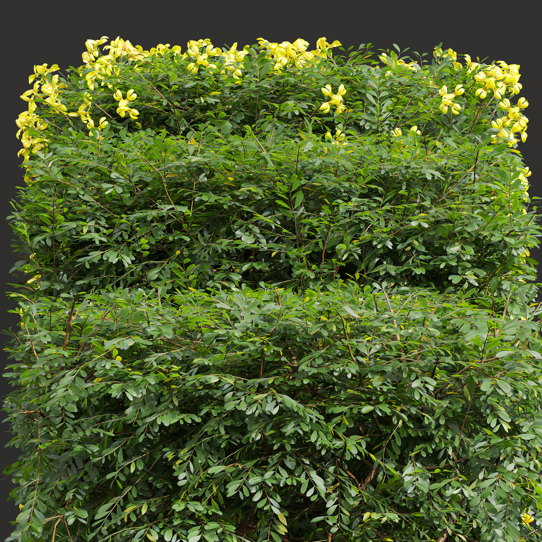 ArtStation - New Plant Coronilla Valentina Glauca Box Bush | Resources