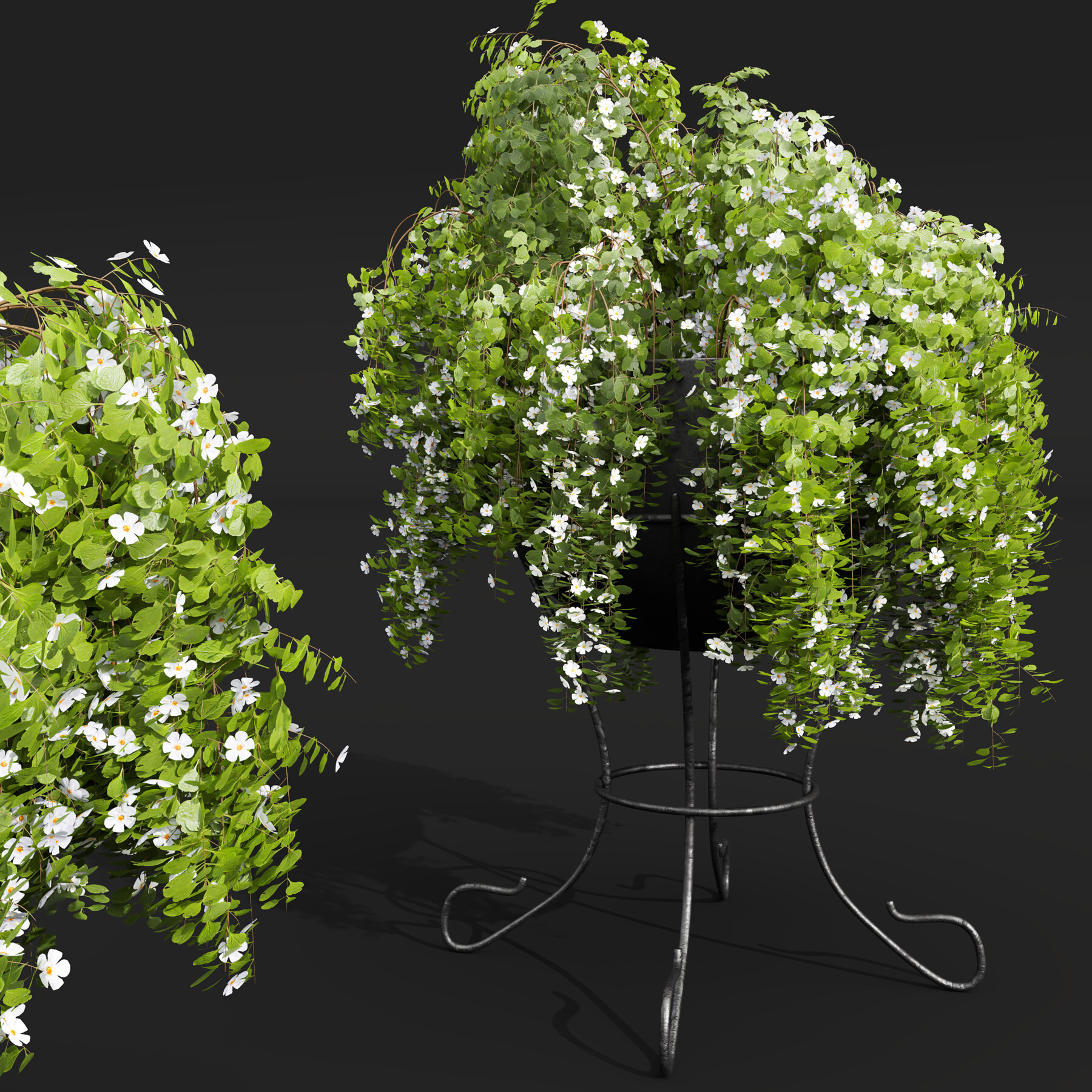 ArtStation - New Plant Bacopa Diffusa Sutera Pot Flower | Resources