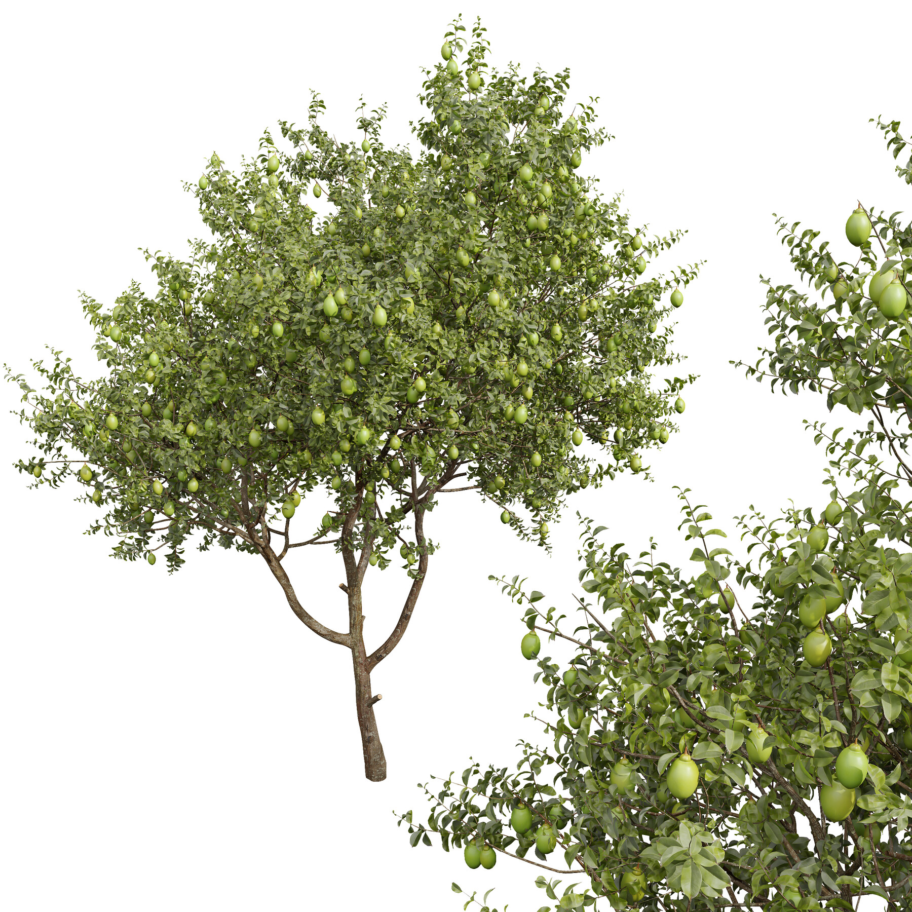 ArtStation - Citrus Meyer Lemon Fruit Tree | Resources