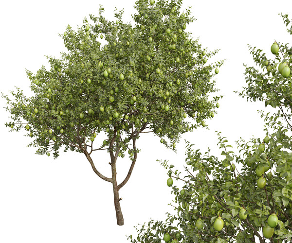 ArtStation - Citrus Meyer Lemon Fruit Tree | Resources