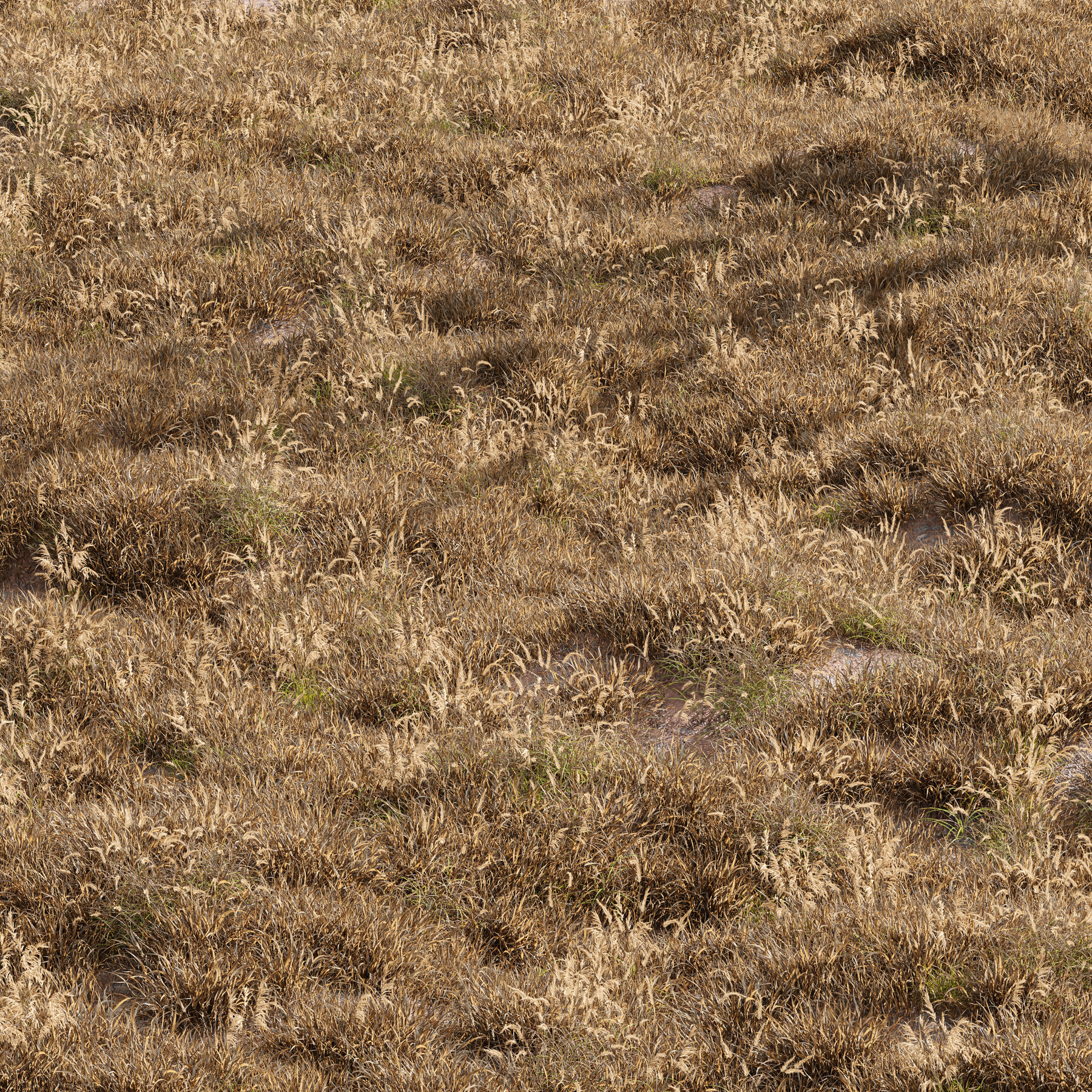 ArtStation - Meadow Lawn Grassland(dry and desert meadow)set 013 ...