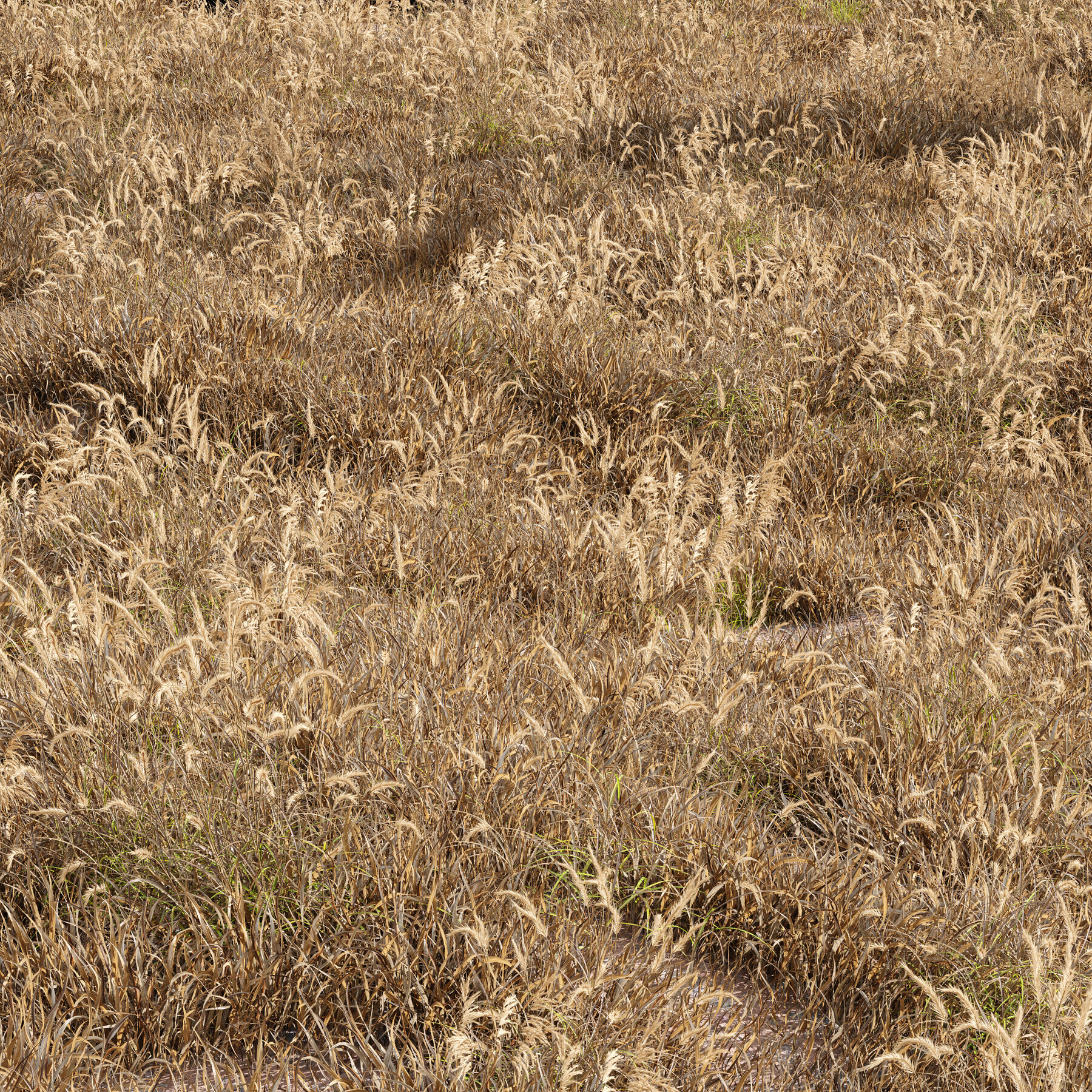 ArtStation - Meadow Lawn Grassland(dry and desert meadow)set 013 ...