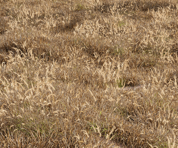 ArtStation - Meadow Lawn Grassland(dry and desert meadow)set 013 ...