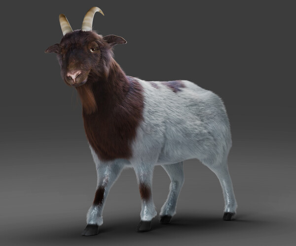 ArtStation - Fur Goat 03 Rigged and Animation in Blender | Game Assets