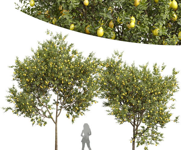 ArtStation - New Plant High detail Citrus Meyer Lemon Orange | Resources