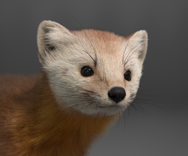 ArtStation - American Marten Animated | VFX Grace | Game Assets