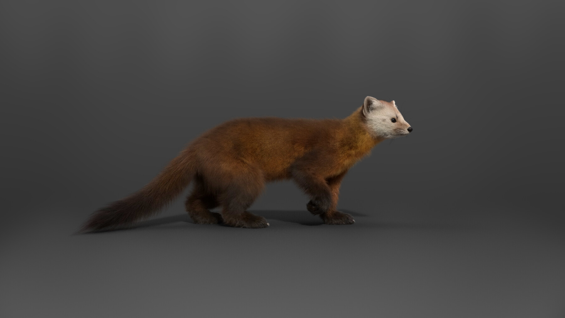 ArtStation - American Marten Animated | VFX Grace | Game Assets