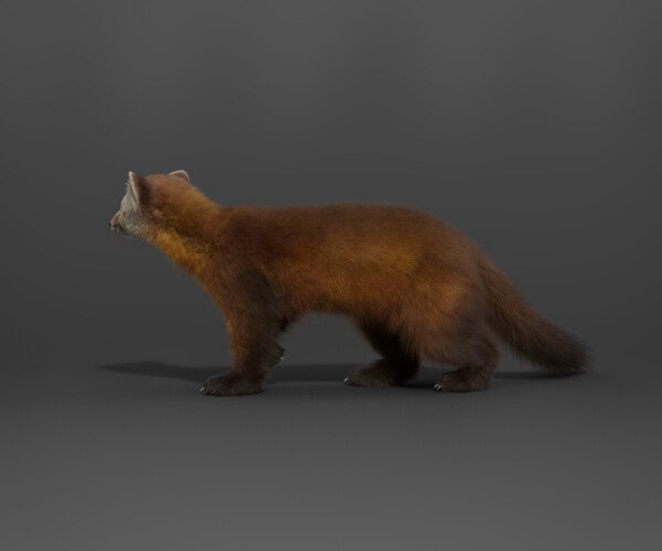 ArtStation - American Marten Animated | VFX Grace | Game Assets