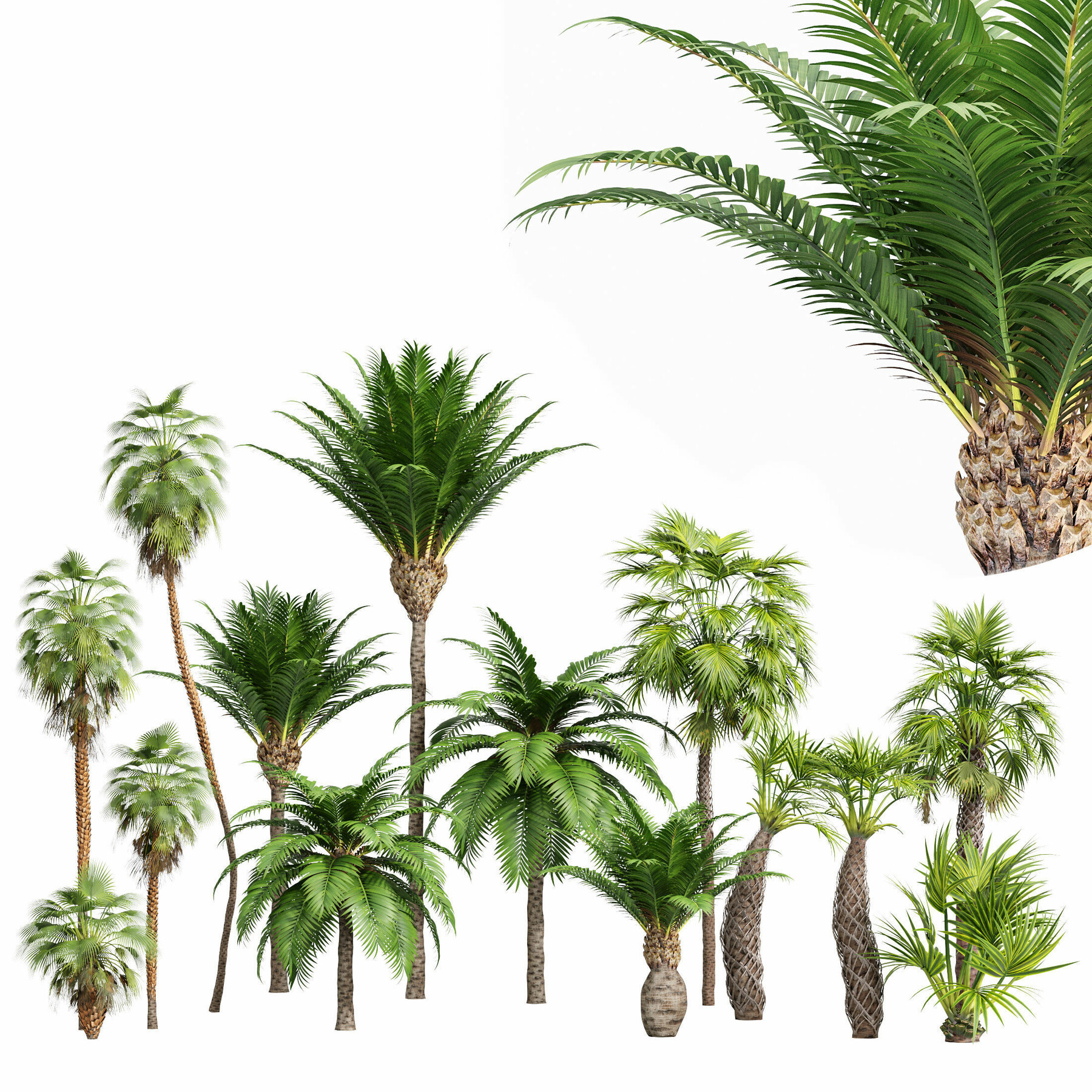 ArtStation - Mexican Fan Palm and Canary Island Date Palm and Sabal ...