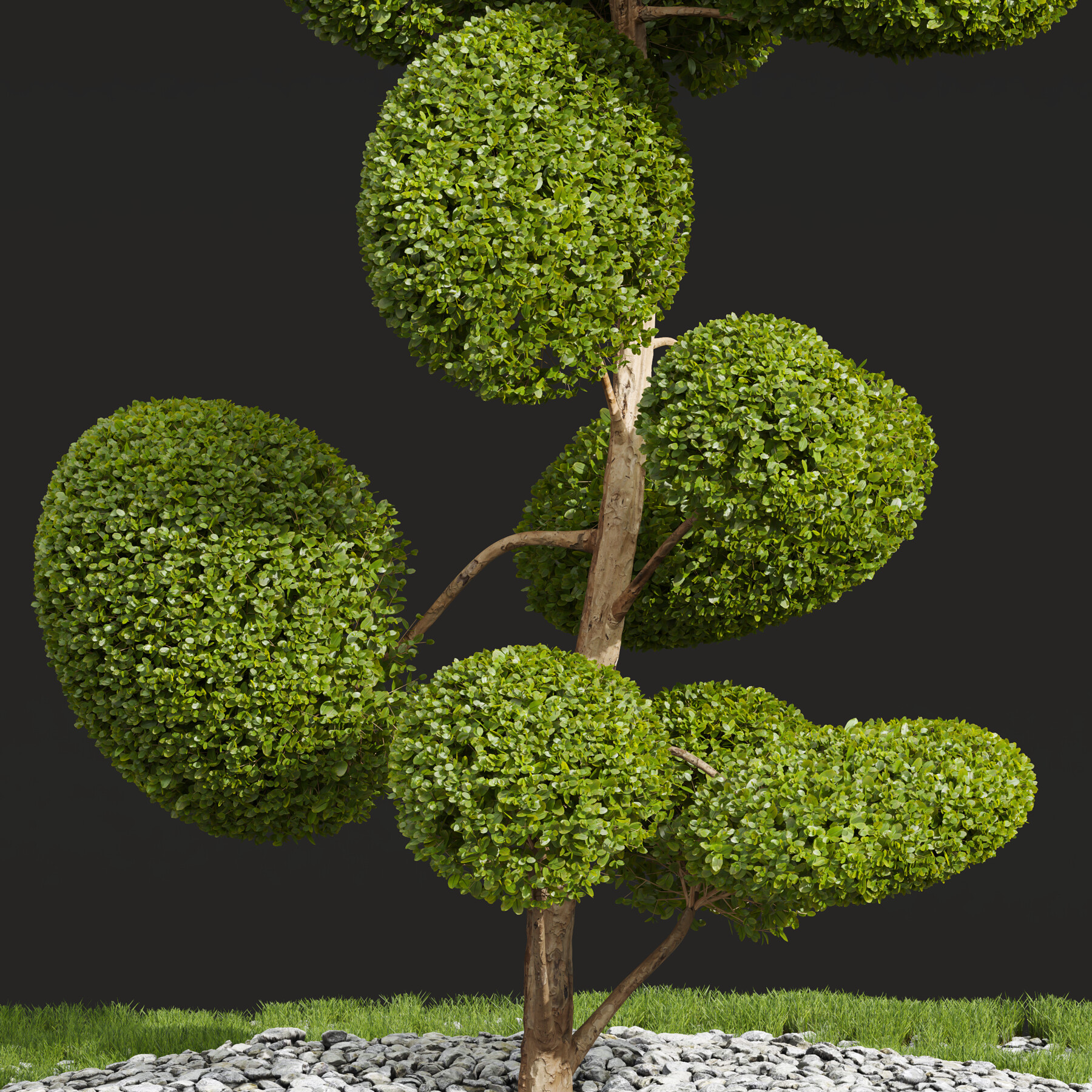 ArtStation - New Plant Ficus Concinna Bonsai Pruned02 | Resources
