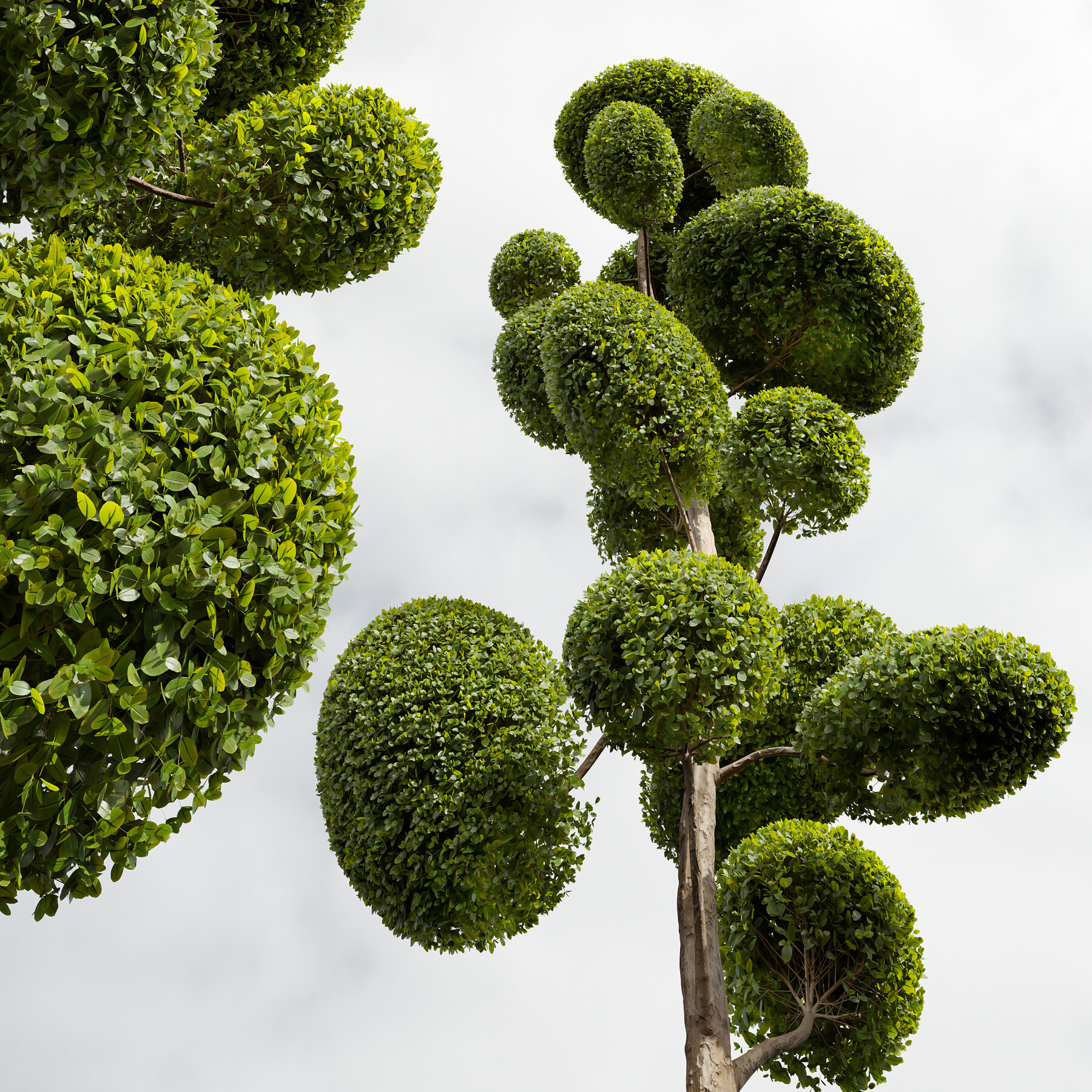 ArtStation - New Plant Ficus Concinna Bonsai Pruned02 | Resources