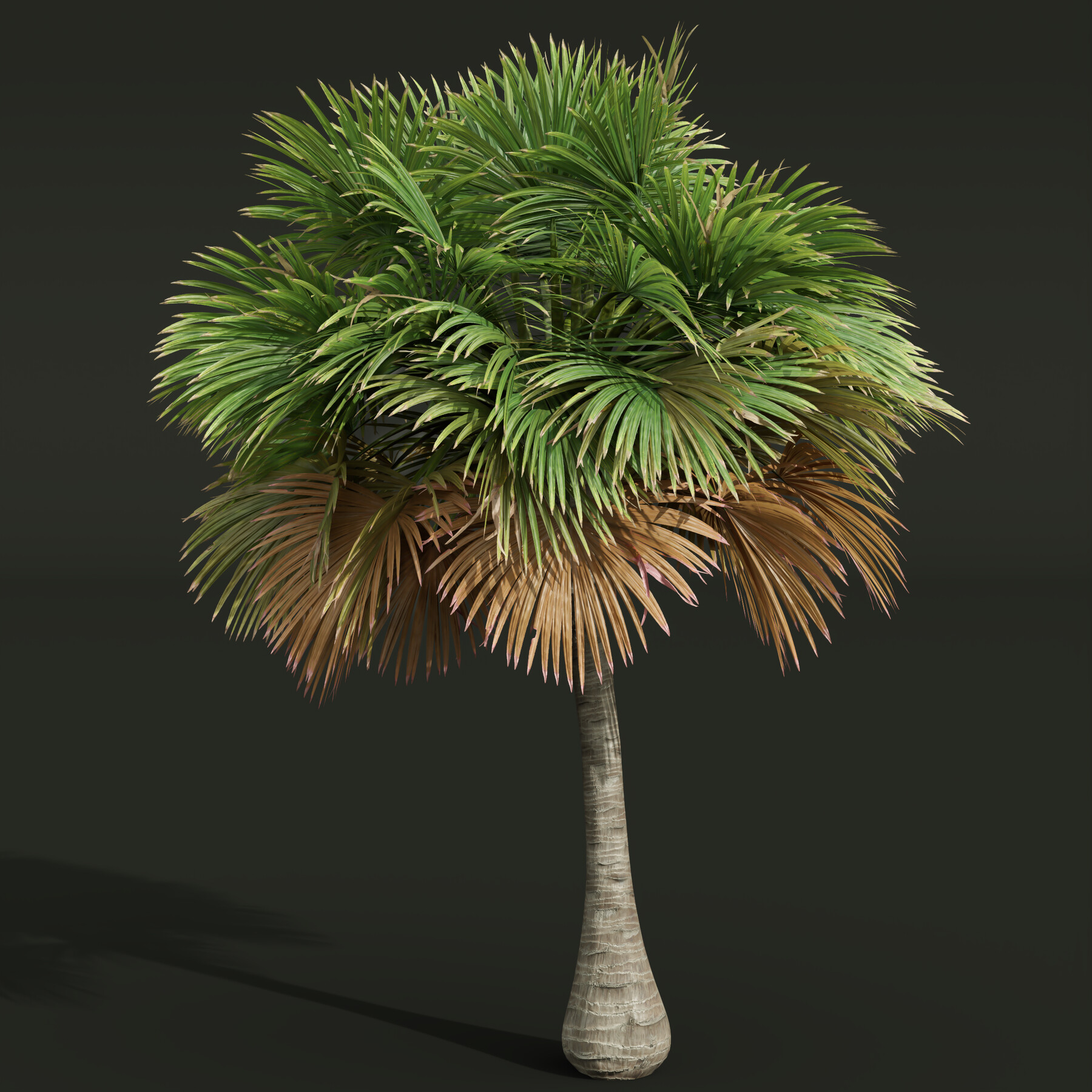 ArtStation - Borassus Flabellifer Small 4Tree | Resources