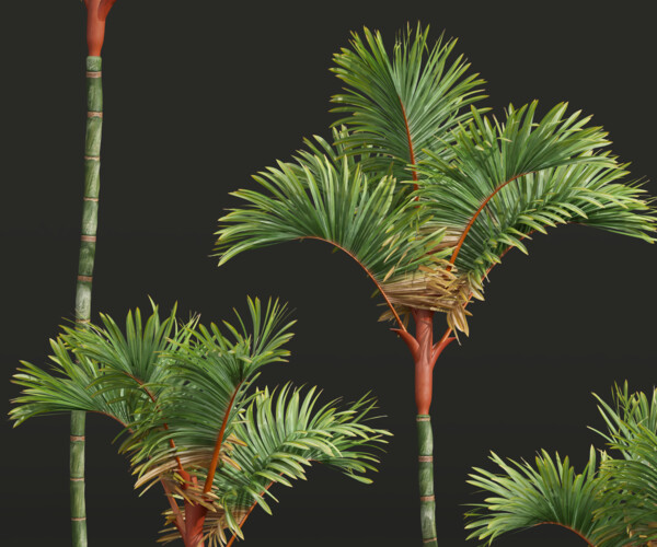 ArtStation - Cyrtostachys Renda Small 5Tree | Resources