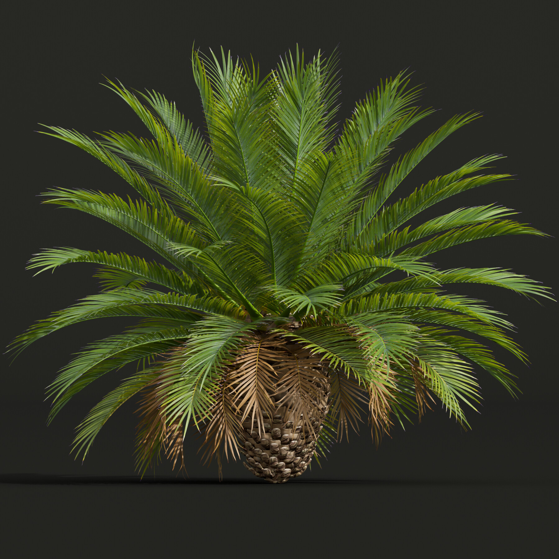 ArtStation - Phoenix Canariensis Decorative Garden Small 4Tree | Resources