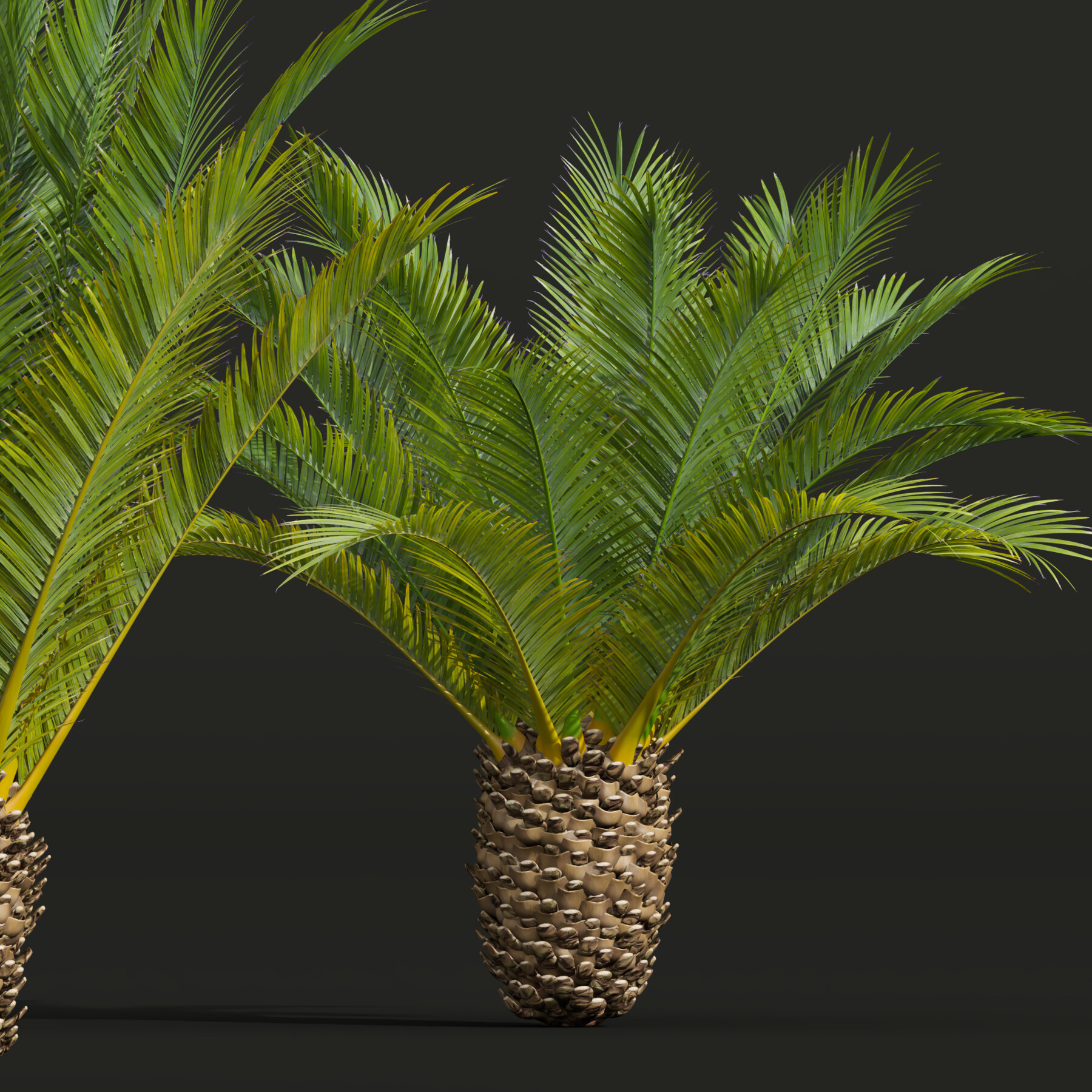 ArtStation - Phoenix Canariensis Decorative Garden Small 4Tree | Resources
