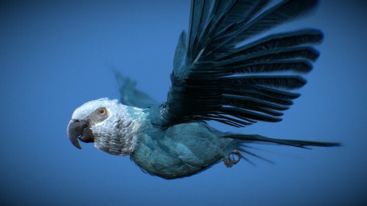 ArtStation - Spix's Macaw - Ararinha Azul | Game Assets