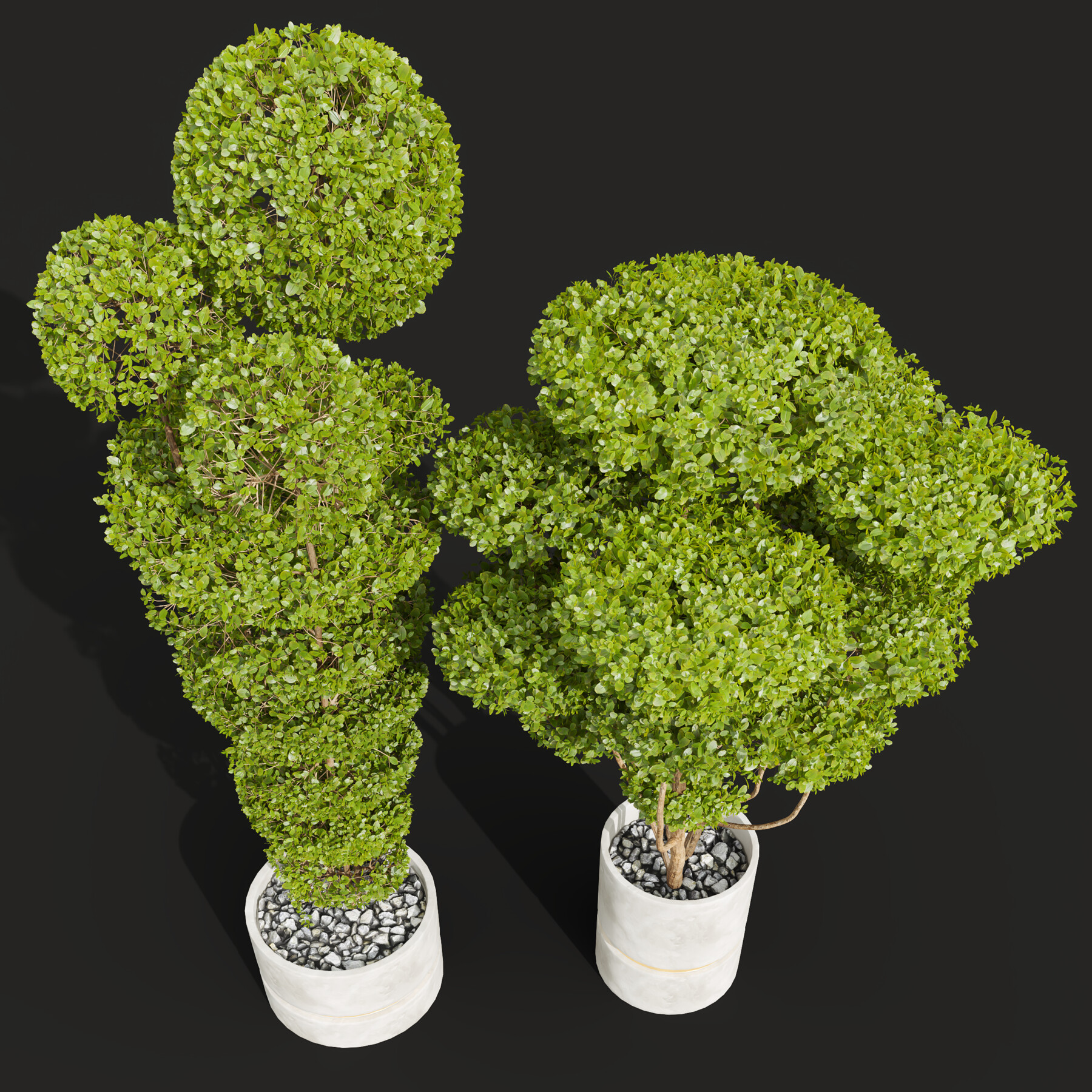 ArtStation - New Plant Ficus Concinna Bonsai Pruned Pot | Resources