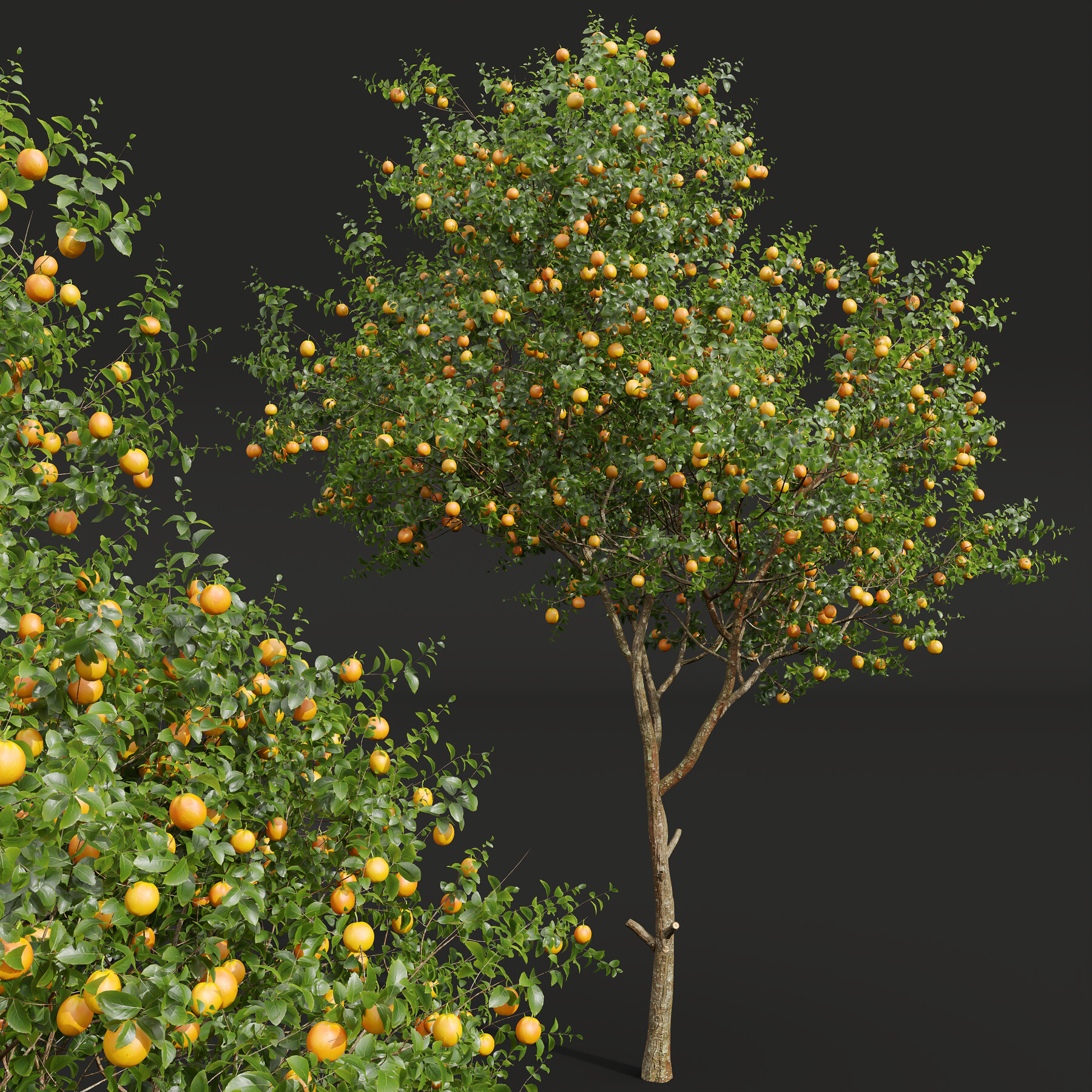 ArtStation - Citrus Sinensis Orange Arancio Fruit 2 Tree | Resources