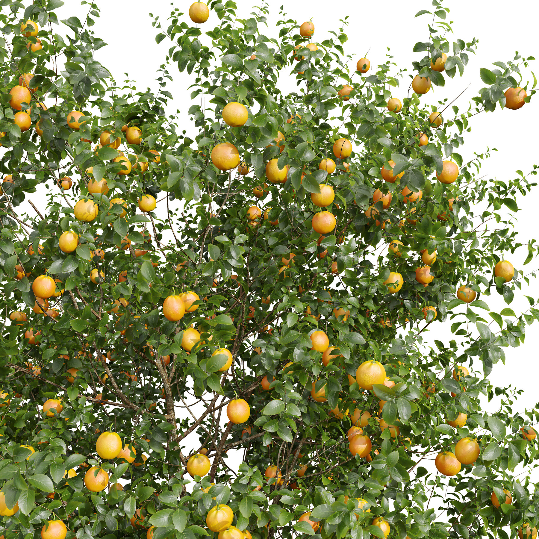 ArtStation - Citrus Sinensis Orange Arancio Fruit 2 Tree | Resources