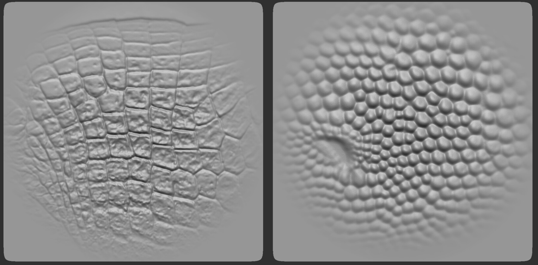 ArtStation - Reptile Scales / Skin Alphas V3 (45 Alphas) [Lizard ...