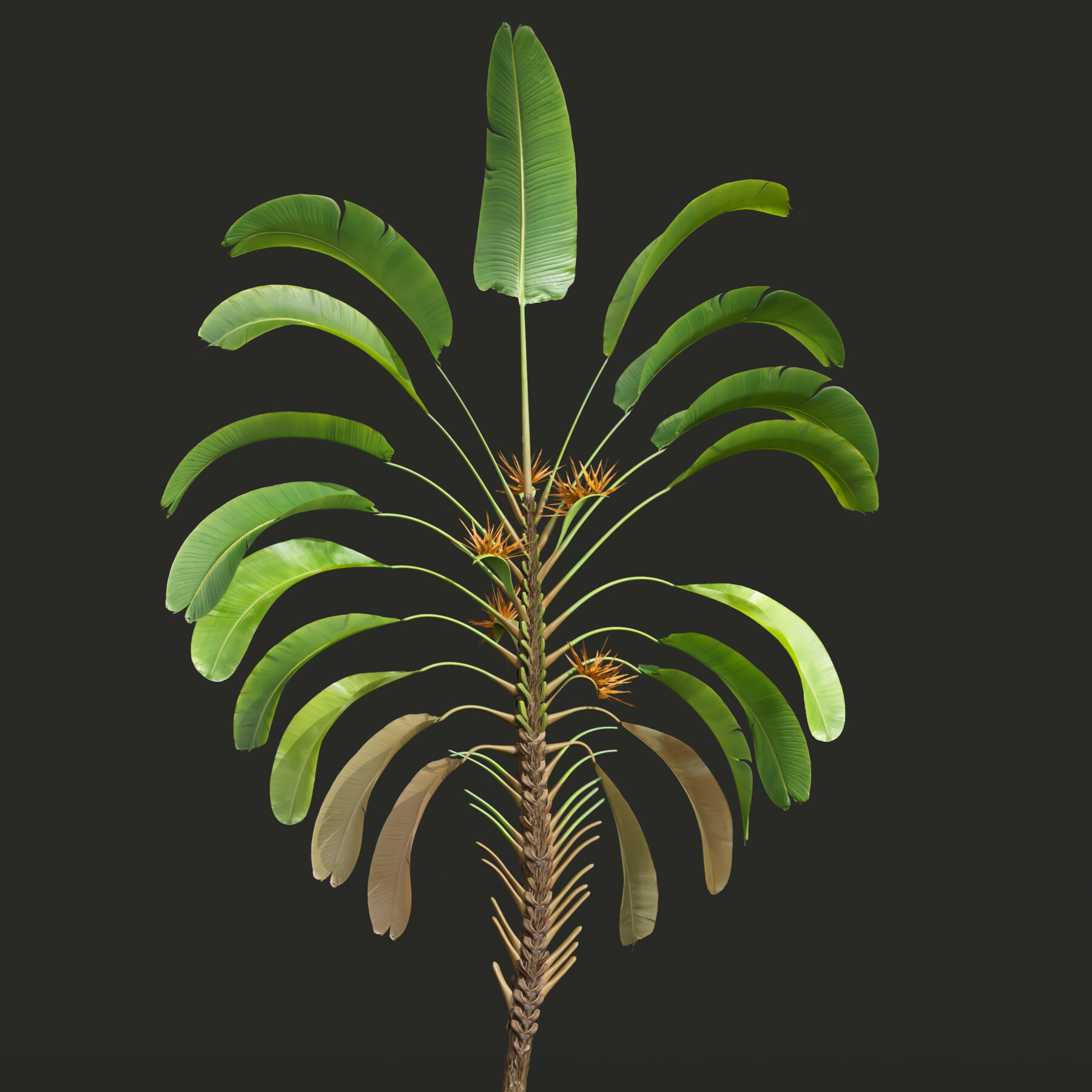 ArtStation - Strelitzia Nicolai 5 Tree | Resources