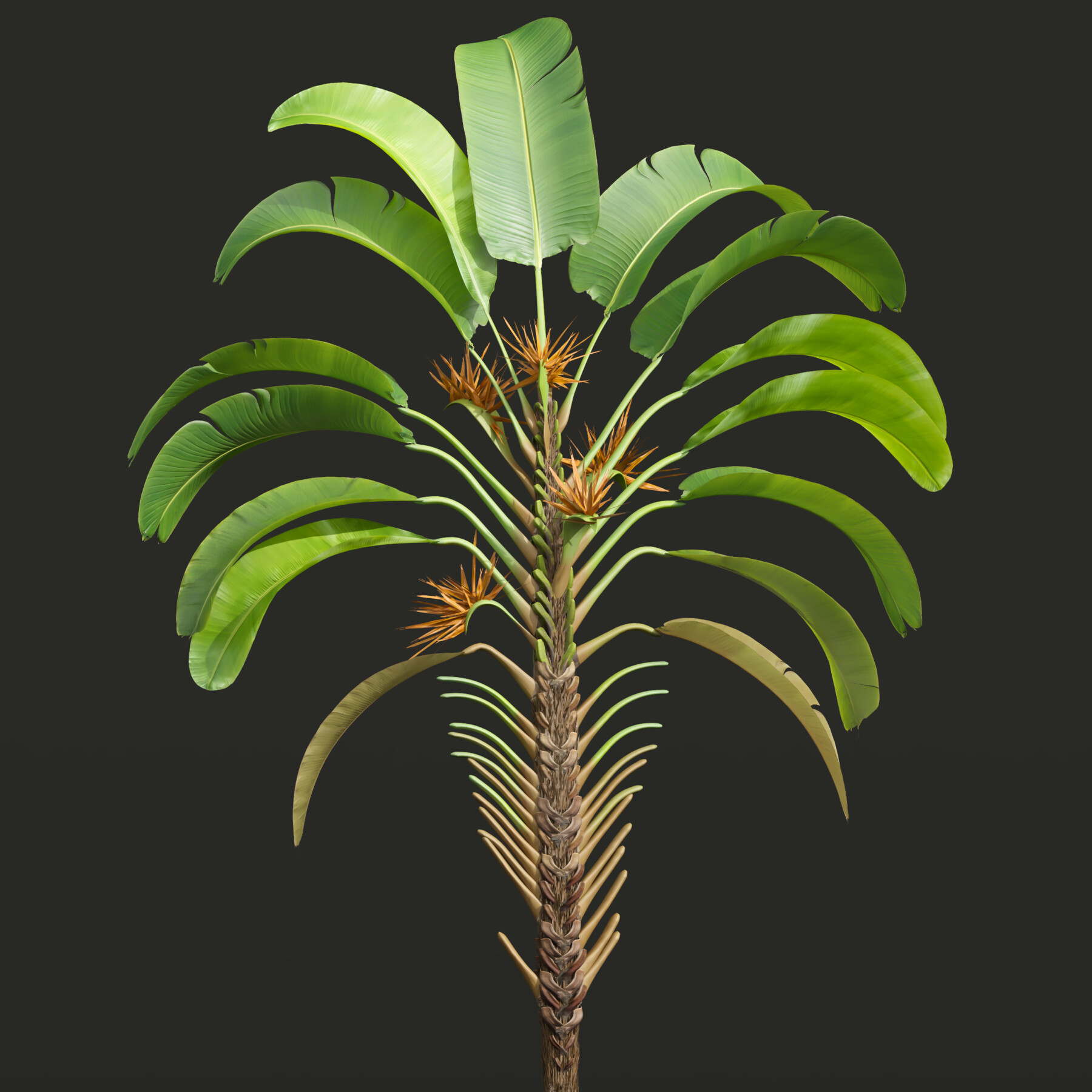 ArtStation - Strelitzia Nicolai 5 Tree | Resources