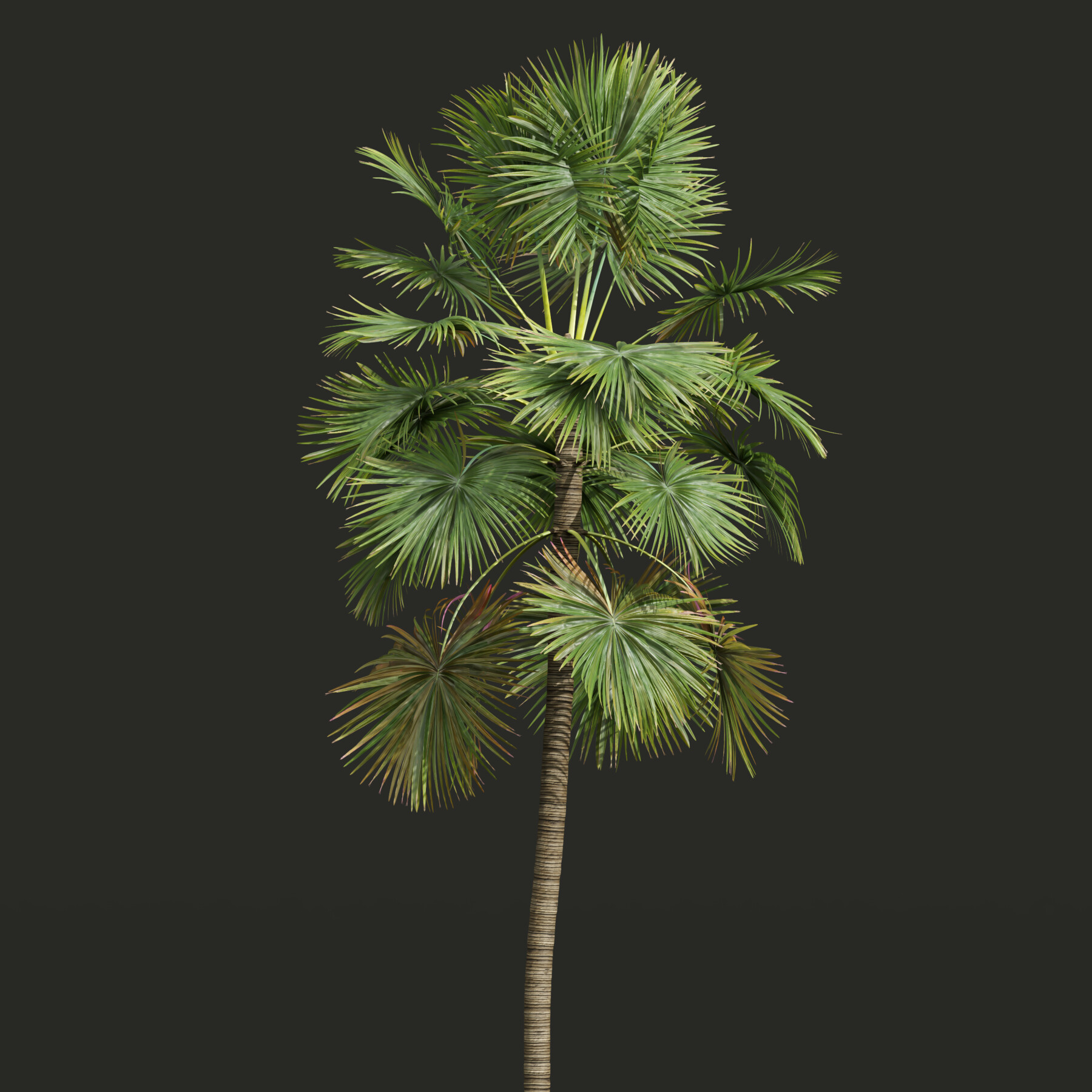 ArtStation - Saribus Rotundifolius 5Diffrent Tree | Resources