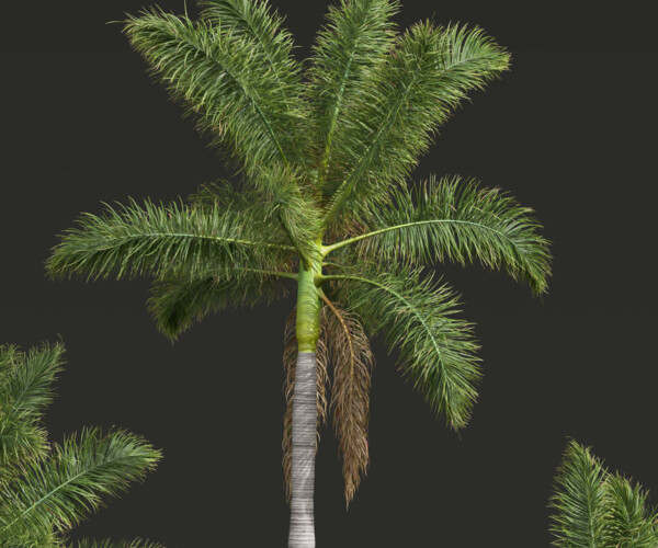 ArtStation - Roystonea Regia 4Diffrent Tree | Resources