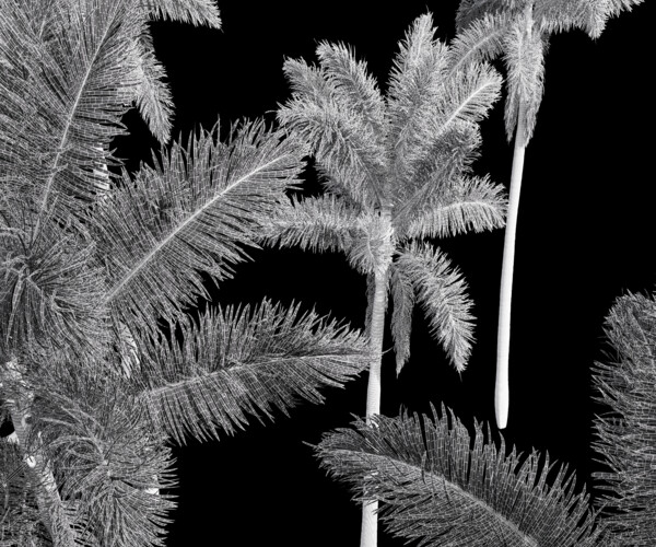 ArtStation - Roystonea Regia 4Diffrent Tree | Resources