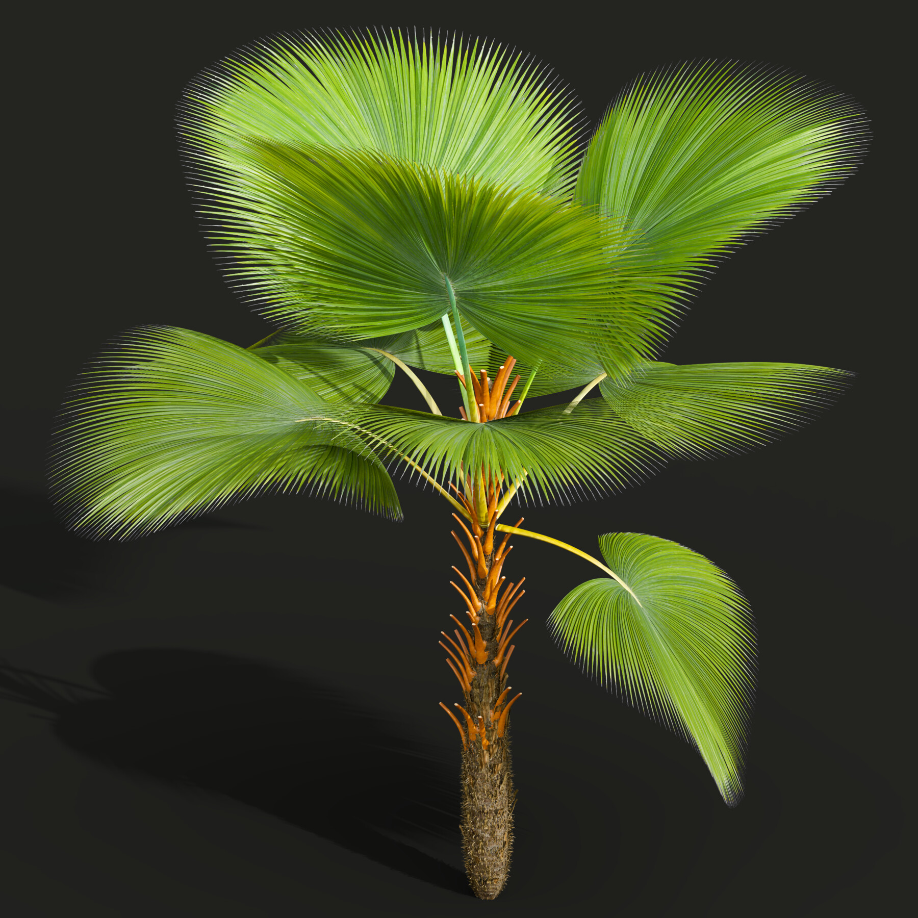ArtStation - Pritchardia Pacifica Small Garden Decorative | Resources