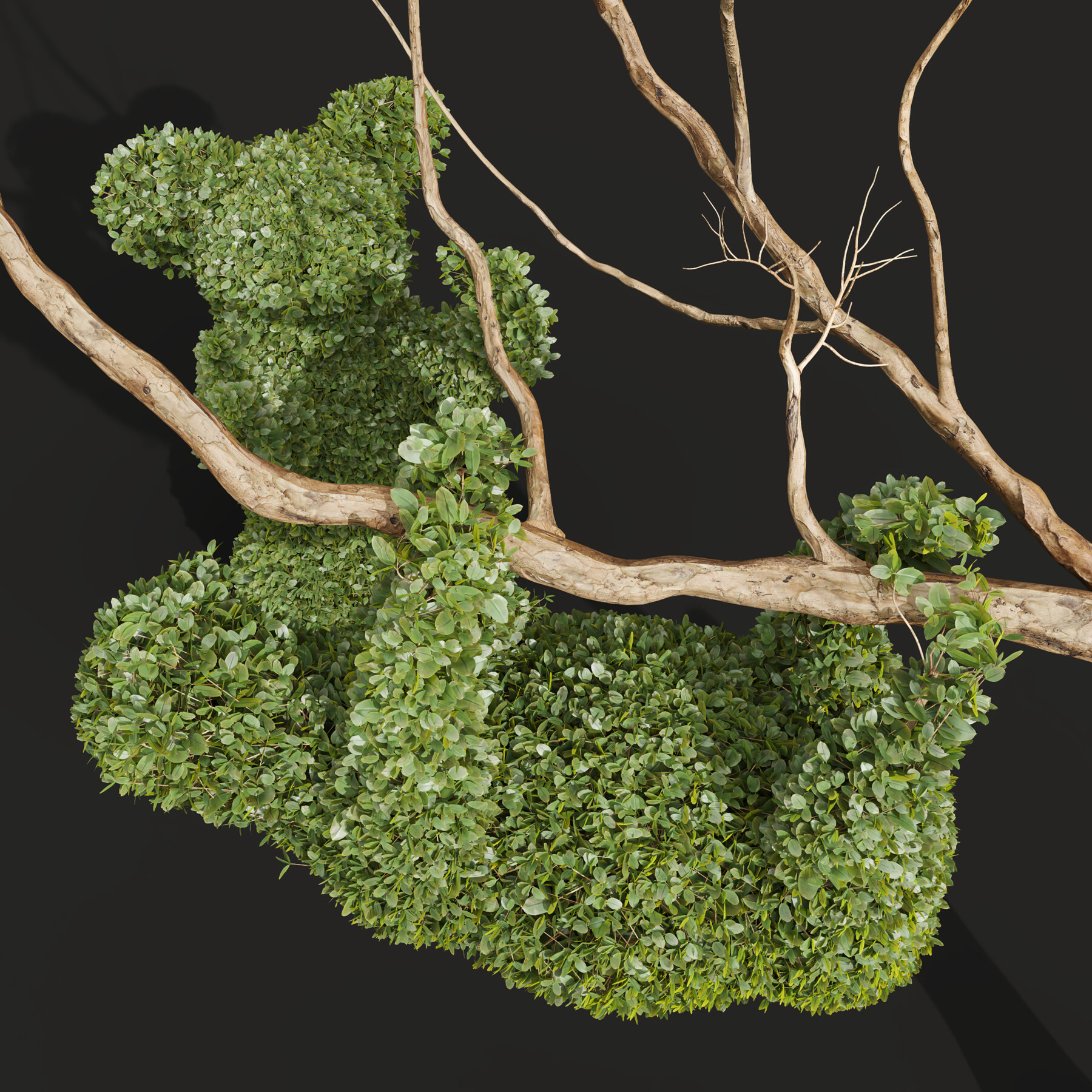 ArtStation - New Plant Ficus Concinna Bonsai Pruned Koala ...