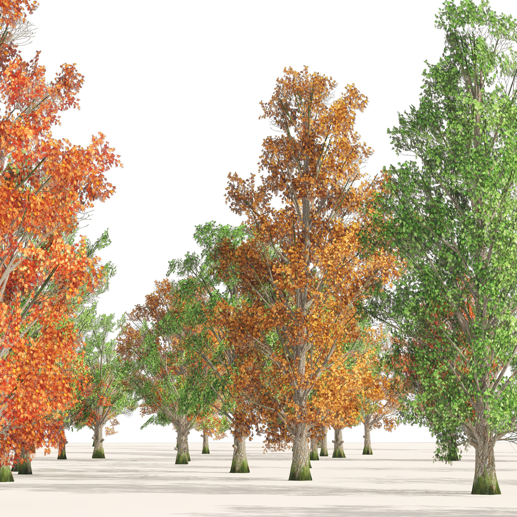 ArtStation - Acer Saccharum summer autumn forest trees | Resources