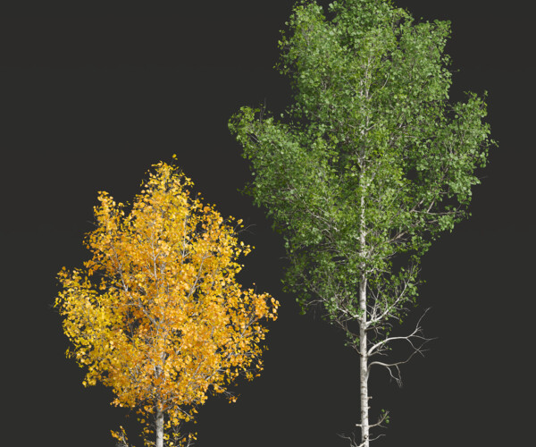 ArtStation - New Plant High detail Populus Tremuloides03 | Resources