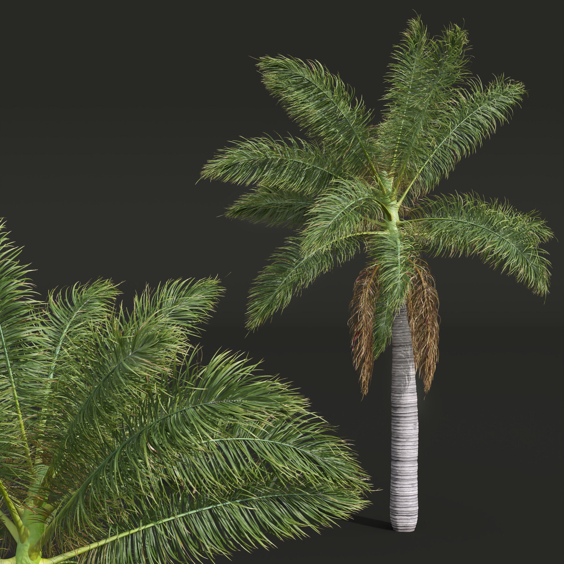 ArtStation - New Plant High detail Roystonea Regia Medium | Resources