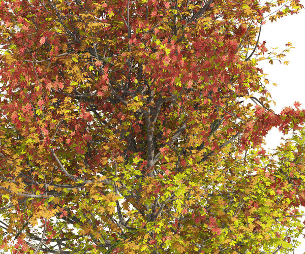 ArtStation - 3 colored autumn mountain maple tree | Resources